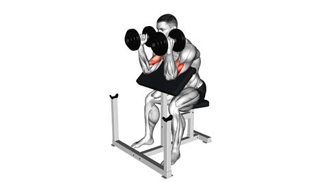 Dumbbell Hammer Preacher Curl Video Exercise Guide Tips Workout Guru