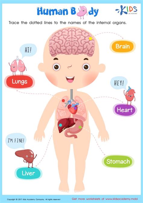 The Human Body And Its Organs Are Labeled In Different Languages