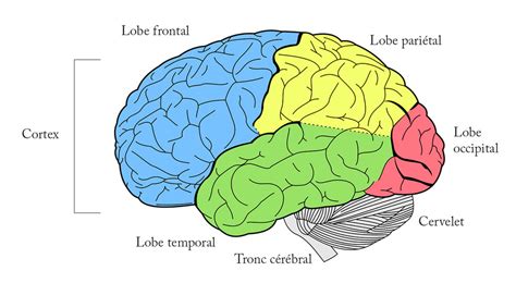 LE FONCTIONNEMENT DU CERVEAU Partie 1 Clinique TCNF Neurologie