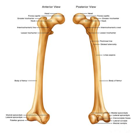 Musculos Del Femur Anterior