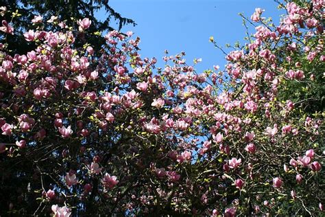 Magnolienbaum Magnolie Bl Ten Kostenloses Foto Auf Pixabay Pixabay