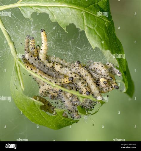 Caterpillars In A Web Hi Res Stock Photography And Images Alamy