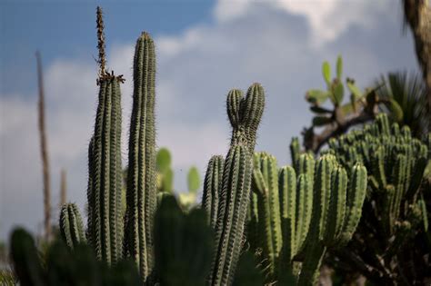 Pasa una tarde divertida en el Jardín de las Cactáceas San Juan