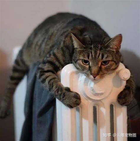 天儿一冷猫猫齐刷刷开启 烤火”模式，小猫咪你这是在玩火啊 知乎