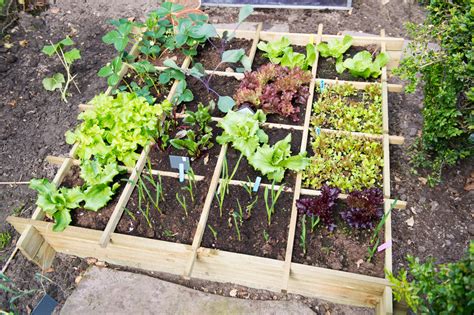 Cuánto tarda en crecer una planta Huerto en casa