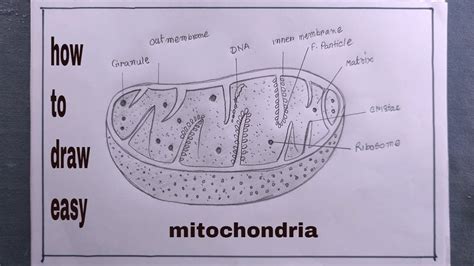 How To Draw Mitochondria Step By Step Easy Mitochondria Drawing YouTube