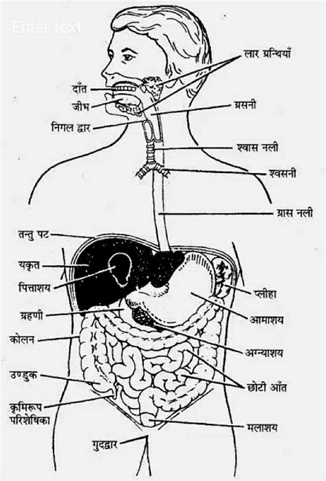 शररक सरचन कय ह What is Physical structure
