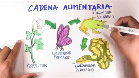 Esquema de cadena alimenticia Fotos Guía 2021