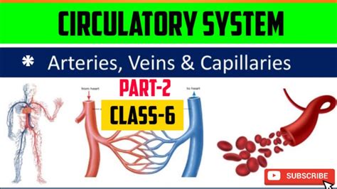 Blood Vessels Circulatory System Class Part Icse Cbse Difference