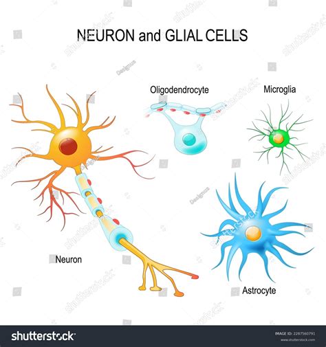 Cells Humans Brain Neuron Glial Cells Stock Vector Royalty Free