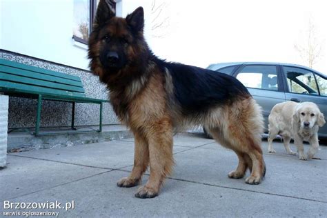 Owczarek Niemiecki Lat Oddam Za Darmo Sulistrowa Chork Wka