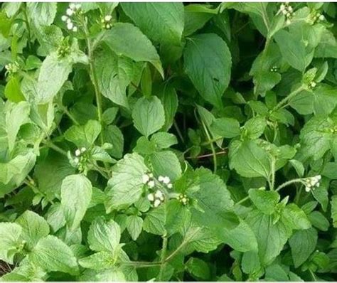 Le Roi Des Herbes Et Ses Vertus Bienfaits Du Roi Des Herbes