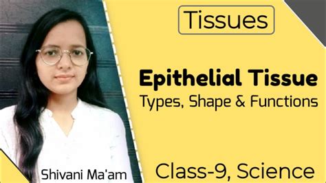 Epithelial Tissue Types Of Epithelial Tissues Functions Of