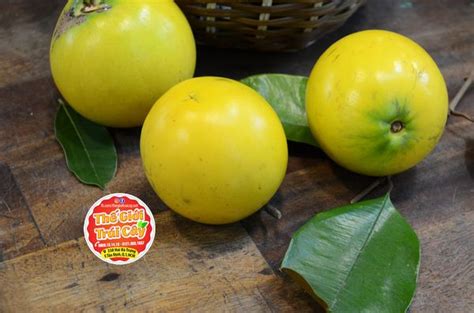 Vú sữa Hoàng Kim Thế Giới Trái Cây