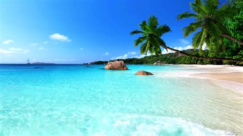 Fonds D Cran Anim S De Plage Hd Et Ou K Gratuits Pour Pc