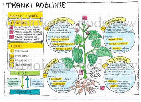 Klasa Tkanki Ro Linne Kolorowa Sketchnotka Z Oty Nauczyciel