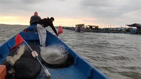 Menjaring Pukat At Sangkar Sungai Udang Penang Youtube
