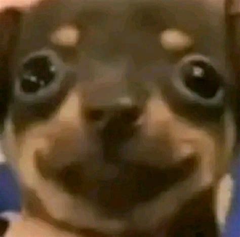 Pin de Emmanuel en Guardado rápido Perros felices Pantalla de perro