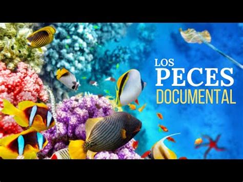 Los Nombres De Peces De Mar En Espa Ol Una Gu A Completa De La Fauna