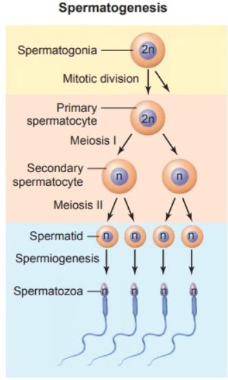 Difference Between Spermatogenesis And Oogenesis