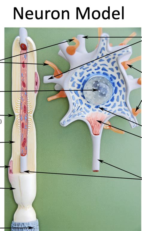 Neuron Model Diagram Quizlet