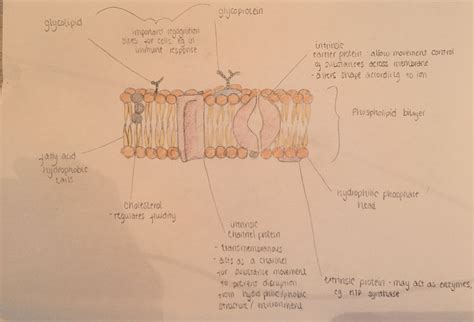Pin On A Level OCR A Biology