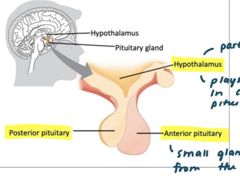 Endocrinology Week Flashcards Quizlet
