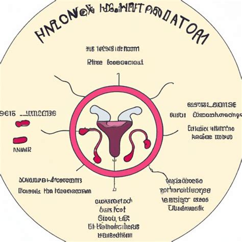 Exploring How The Menstrual Cycle Works An In Depth Guide The
