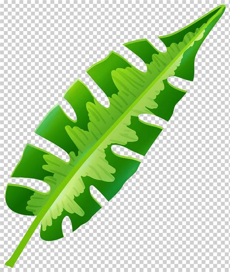 Hoja trópico arecaceae hojas de palma hierba tallo de la planta