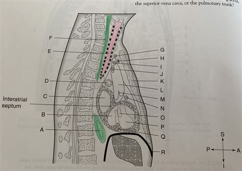 Fig Sagittal Section Through The Midline Of The Thoracic Cavity