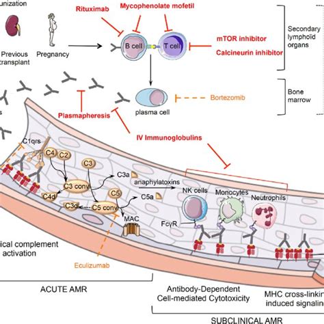 Schematic Representation Of Antibody Mediated Rejection Pathophysiology