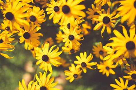 Flores El Verano Primavera Foto Gratis En Pixabay Pixabay