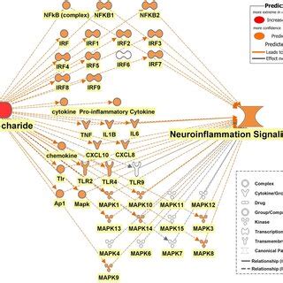 Interaction Among The Immune Response Mediators Enhanced Activation Of