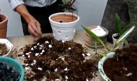 Aprende COMO CULTIVAR BULBOS DE ORQUÍDEAS TERRESTRES