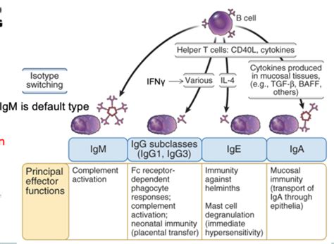 Humoral Immune Responses Chapter Flashcards Quizlet