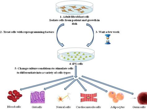 Derivation Of Male Germ Cells From Induced Pluripotent Stem Cells By