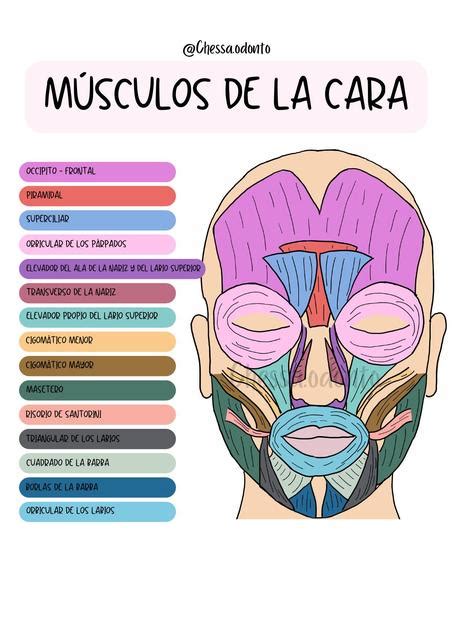 Músculos de la cara Ale uDocz