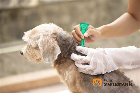 TOP 5 metod na pchły u psa Przedstawiamy skuteczne sposoby na pchły