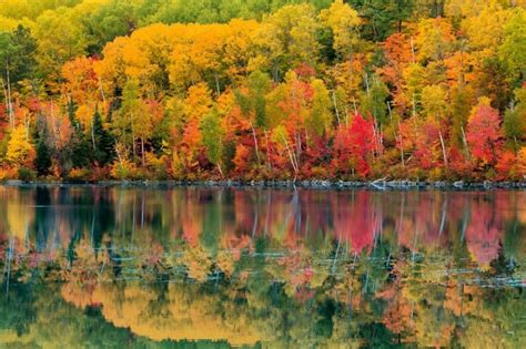 Conoce Los 13 Bosques Más Hermosos Del Mundo Según National Geographic