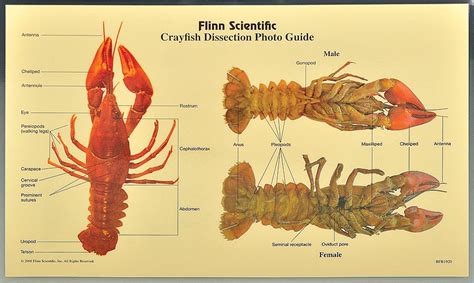 Internal Anatomy Of A Crayfish