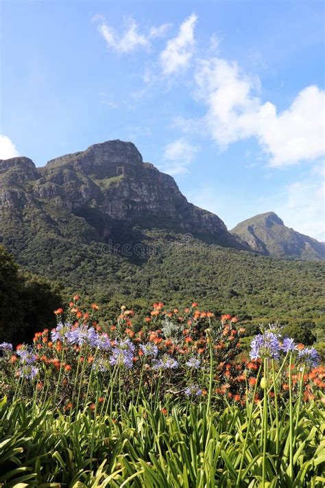 Jardin Botanique National De Kirstenbosch Cape Town Photo Stock