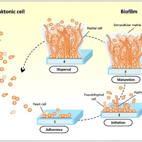 The Consecutive Phases Of Biofilm Formation In C Albicans 1