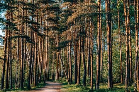 9 Hutan Angker Di Dunia Yang Menyimpan Kisah Mistis Berani Uji Nyali