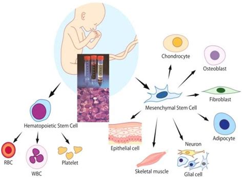 Use Of Human Umbilical Cordderived Mesenchymal Stem Cells