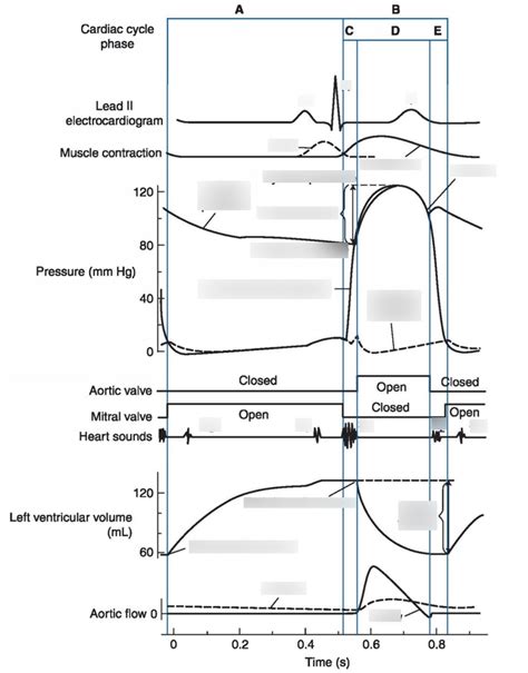 Wiggers Diagram Diagram Quizlet