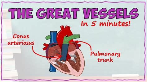 Great Vessels Of The Neck