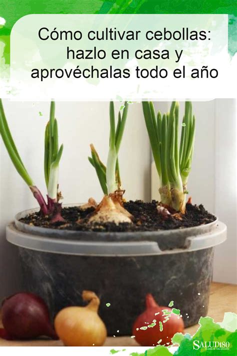 C Mo Cultivar Cebollas Hazlo En Casa Y Aprov Chalas Todo El A O