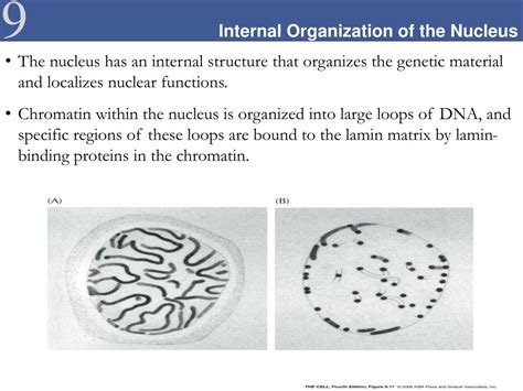 Ppt The Structure And Function Of The Nuclear Envelope Powerpoint