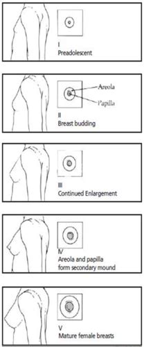 Breast Axilla And Regional Lymphatics Flashcards Quizlet