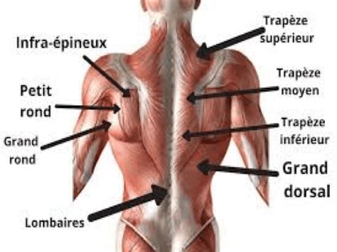 Muscler Et Renforcer Son Dos Rapidement Astuces Et Exercices
